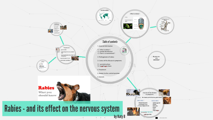 Rabies and its effect on the nervous system by kaddarina blubbi on Prezi