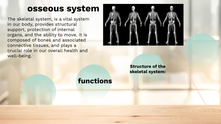 osseous system by santiago rincon on Prezi