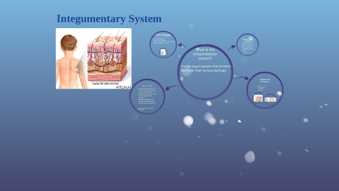 What is the integumentary system? by valerie longoria on Prezi