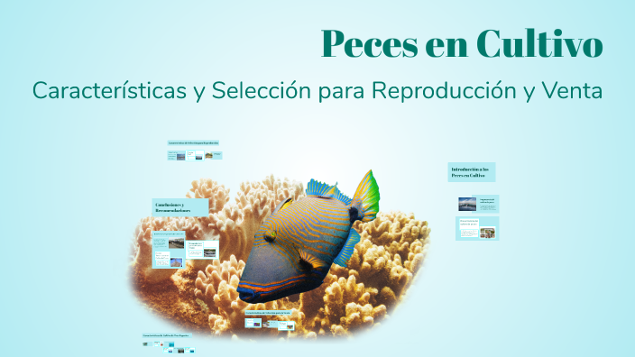 Peces en Cultivo by Magali Guzman on Prezi