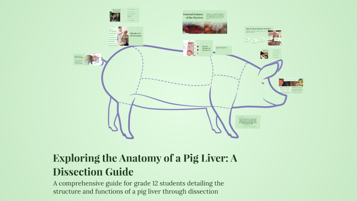 Exploring the Anatomy of a Pig Liver: A Dissection Guide by Ishveer ...