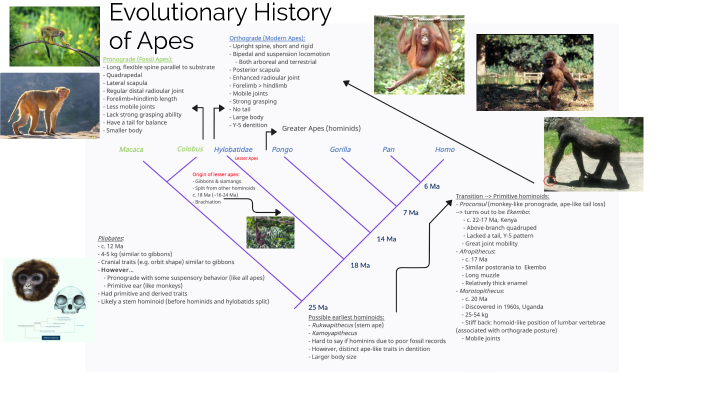Evolutionary History of Apes by Kalil Greenberg on Prezi