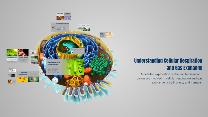 Understanding Cellular Respiration and Gas Exchange by abeer shams on Prezi