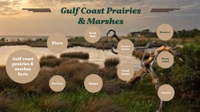 Gulf coast prairies and Marshes by Breanna Salem on Prezi
