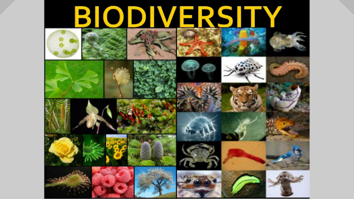 Biodiversity Presentation - Hierarchy by Mikayla Mikayla on Prezi
