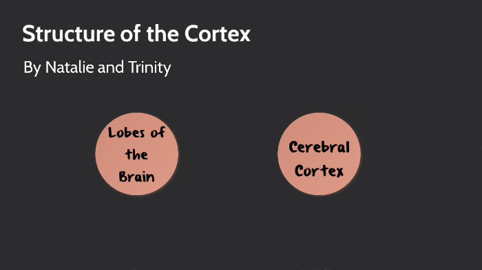 Structure of the Cortex by trinity tracy on Prezi