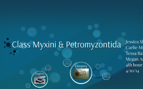 Class Myxini & Petromyzontida by Megan Anderson on Prezi