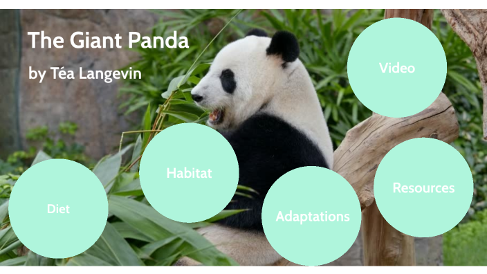 The Giant Panda TL by Tea Langevin on Prezi