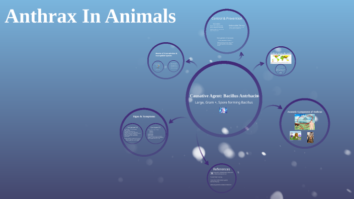 Anthrax In Animals by Tommy Chadwell on Prezi