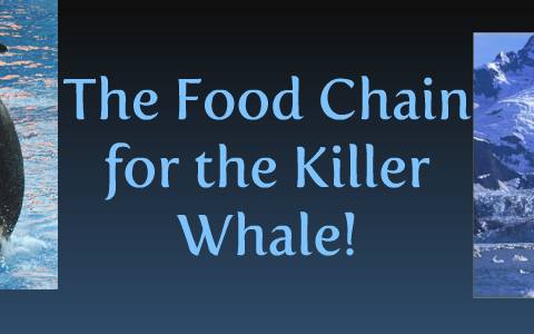 The Food Chain For The Killer Whale by Emily Dawson on Prezi