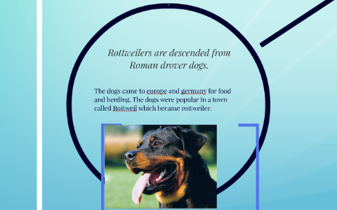 Rottweilers are descended from Roman drover dogs. by paul paul on Prezi