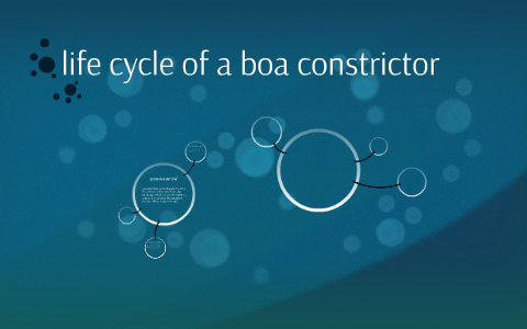 life cycle of a boa constrictor by zach walsh on Prezi