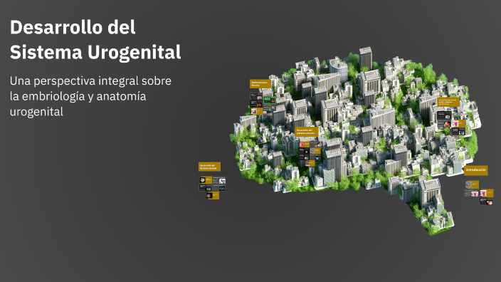 Desarrollo del Sistema Urogenital by María Morales on Prezi