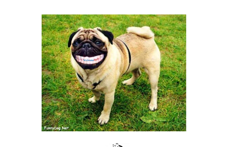 Dogs: Their Learning Ability by sharene everett on Prezi