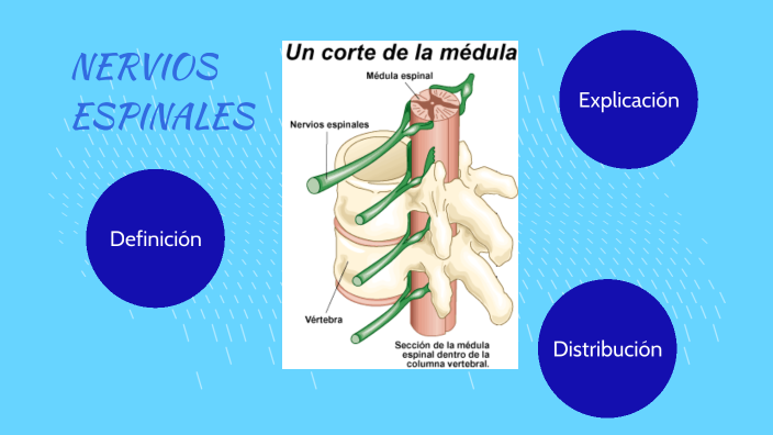 Nervio Vía Somática by milu.753.jimenez@gmail.com Suarez on Prezi