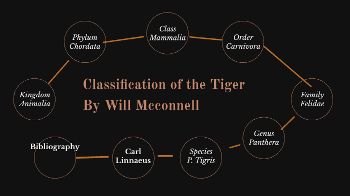 Classification of the Tiger by William McConnell on Prezi