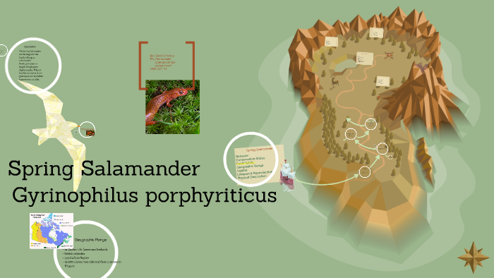 Spring Salamander by sarah prehay on Prezi