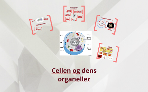 cellen og dens organeller by Gry Handest on Prezi
