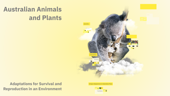 Australian Animals and Plants by Ruby Fagredine on Prezi