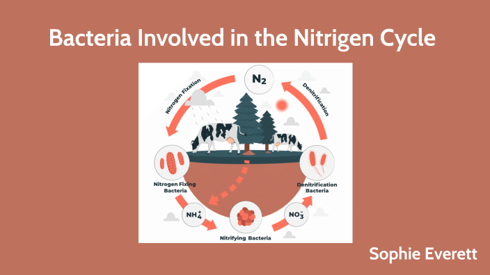 Bacteria Involved in the Nitrogen Cycle by Sophie Everett on Prezi