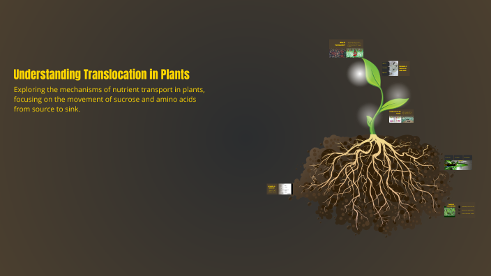 Understanding Translocation in Plants by OLUWADAYO TEMILOLA on Prezi