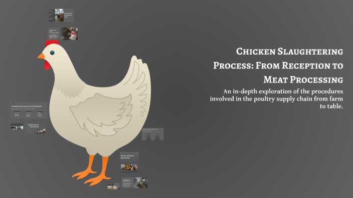 Chicken Slaughtering Process: From Reception to Meat Processing by ...
