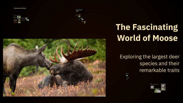 The Fascinating World of Moose by Adrian Dębski on Prezi