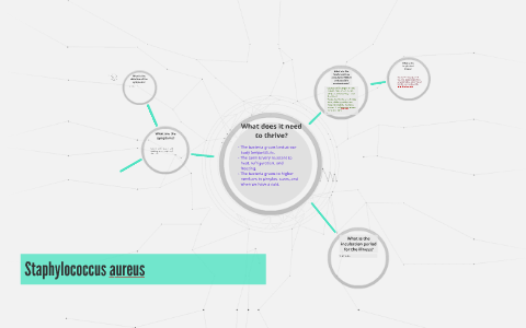 Staphylococcus aureus by Madeline Rasmussen on Prezi