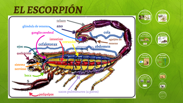 EL ESCORPIÓN by Ana Calero Riveiro on Prezi