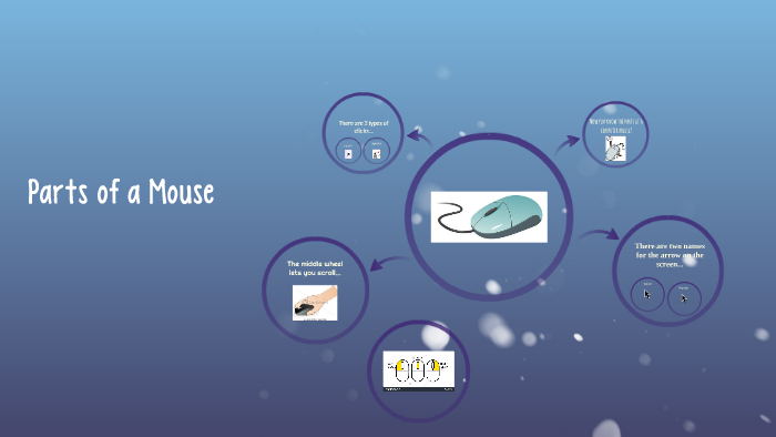 Parts of a Mouse by Kaylee Smith on Prezi