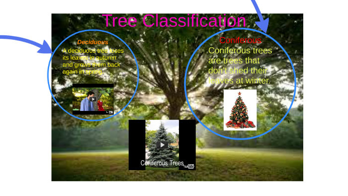 Tree Classification by Oisin Woolmington on Prezi