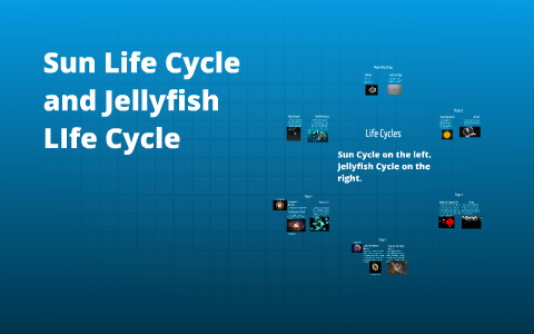 Sun Life Cycle by Shae McCormick