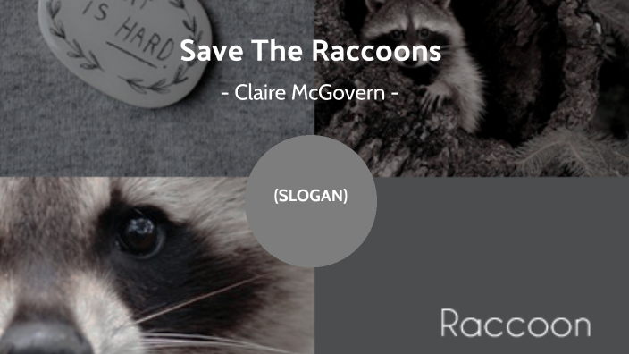 Save Raccoons by Claire McGovern on Prezi