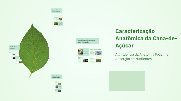 Caracterização Anatômica da Cana-de-Açúcar by ELSON FELIX SANTOS on Prezi
