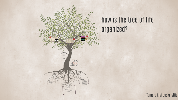 how is the tree of life organized? by tamera baskerville on Prezi