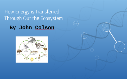 How Energy is Transferred Trough Out the Ecosystem by John Colson on Prezi