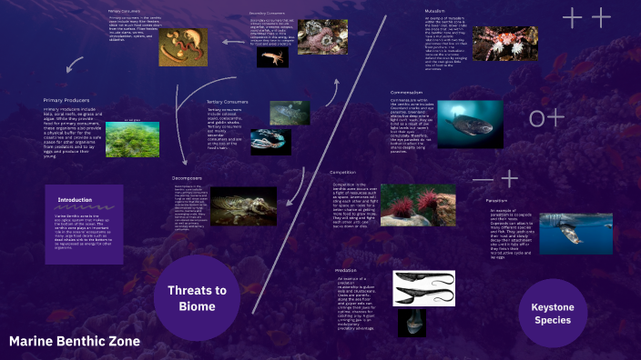 Marine Benthic Zone by Whitney Chen on Prezi