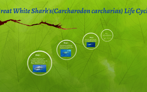 Great White Shark's(Carcharodon carcharias) Life Cycle by morgan ...