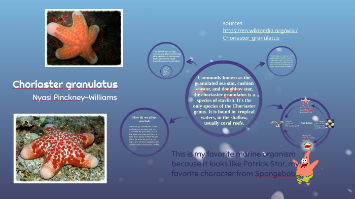 Choriaster granulatus by nyasi pickney on Prezi
