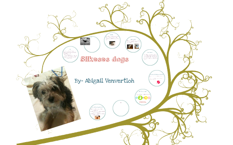 silkese dogs by Abigail Venvertloh on Prezi
