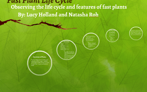 Fast Plant Life Cycle by Lucy Holland on Prezi