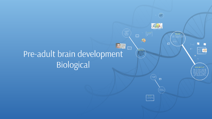L2: Pre-adult brain development by amie smith on Prezi