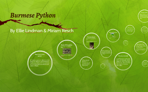 Burmese Python by Ellie Lindman