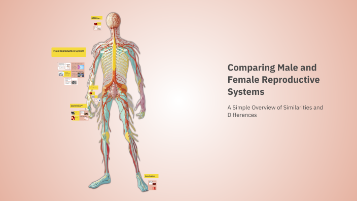 Comparing Male and Female Reproductive Systems by علي on Prezi