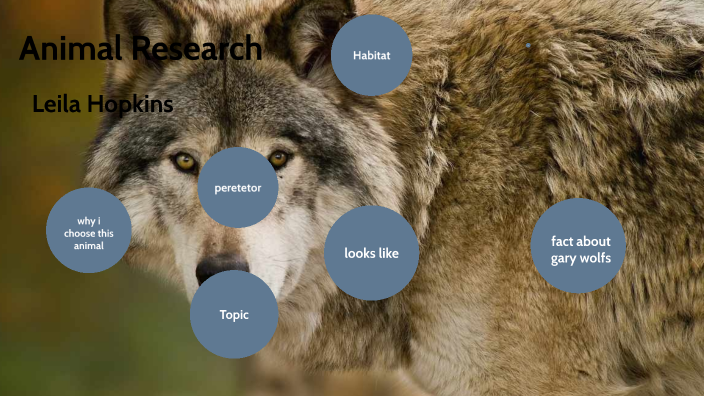 Animal-Research-Gray-Wolf by Leila Hopkins on Prezi
