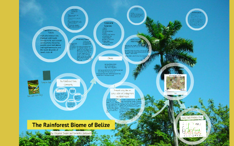 The Rainforest Biome of Belize by Cheyanne Swann on Prezi