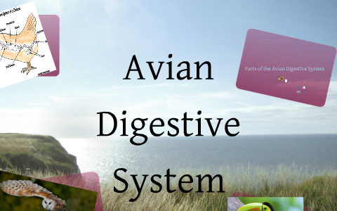 Avian Digestive System by chantilly schroedl on Prezi