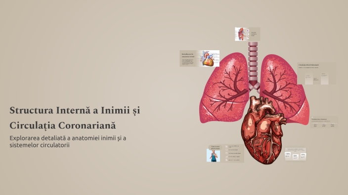 Structura Internă a Inimii și Circulația Coronariană by Gorbatenchi ...