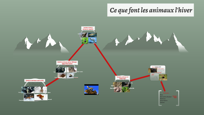 Ce que font les animaux l'hiver by Sarah Dubeau on Prezi