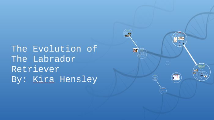 The Evolution of The Labrador Retriever by kira h on Prezi